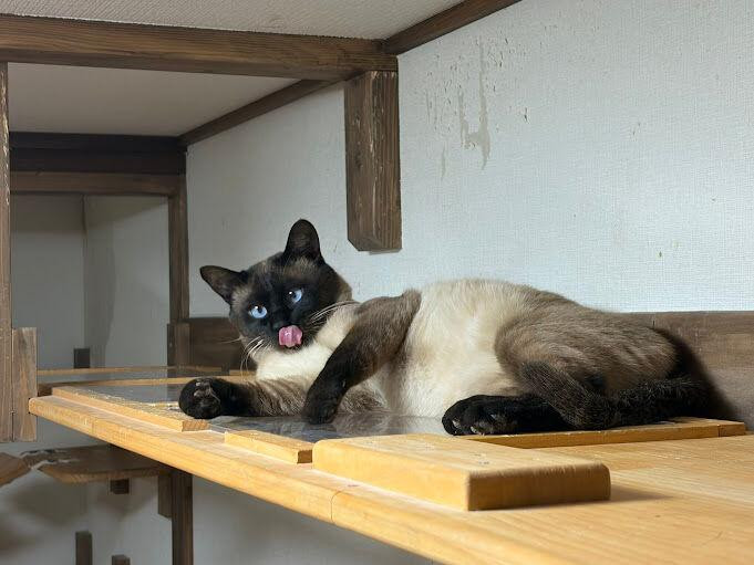 わんにゃんプロフィール